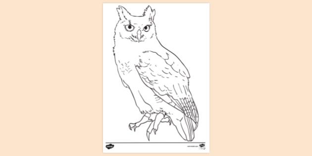 FREE! - Great Horned Owl Colouring Sheet | Colouring Sheets