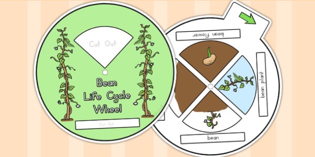 Bean Life Cycle Spin Wheel (teacher made)