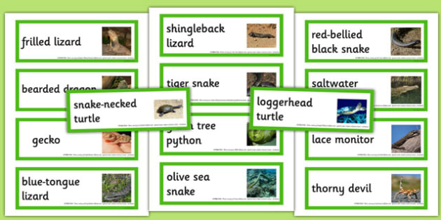 Australian Reptiles Word Cards (teacher made)