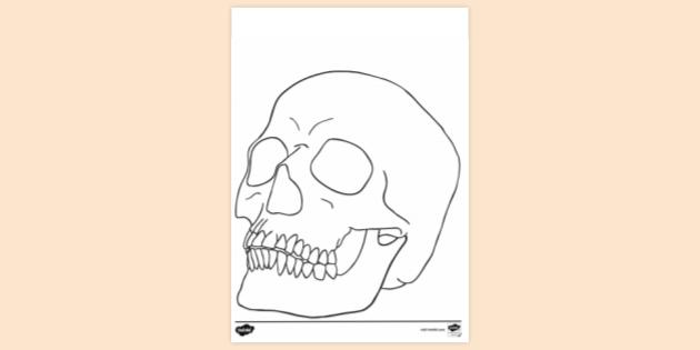 FREE! - Skull Colouring Sheet - Primary Resources