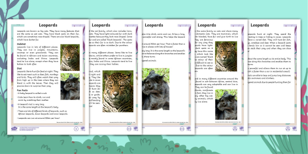 Leopards Differentiated Fact File (teacher made)