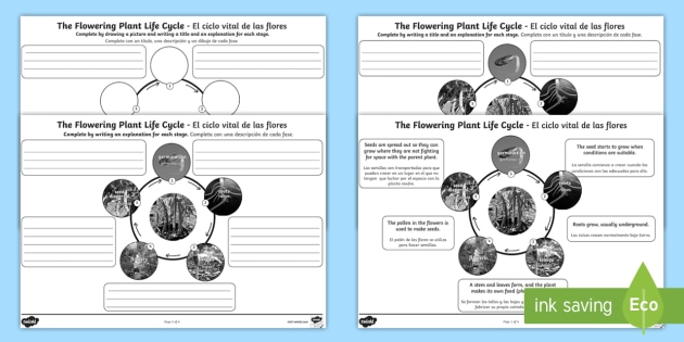 * NEW * Flowering Plant Life Cycle Activity Sheets