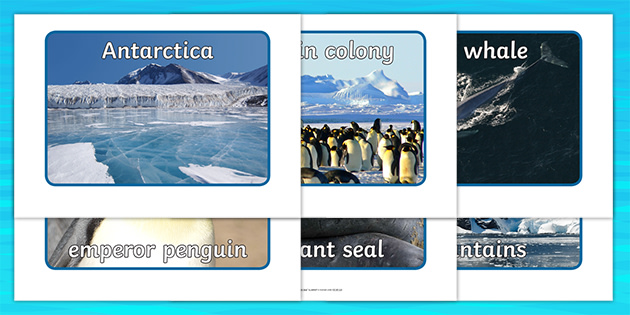 Antarctica Animals Photo Pack | Twinkl Primary Resources