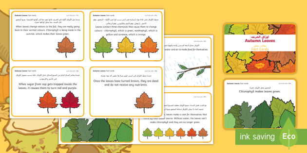 Autumn Leaf Fact Cards Arabic - Arabic/English
