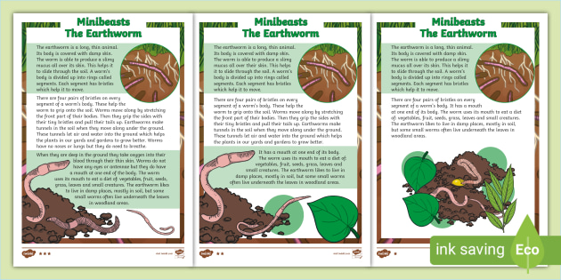 All about the earthworm! (teacher made)