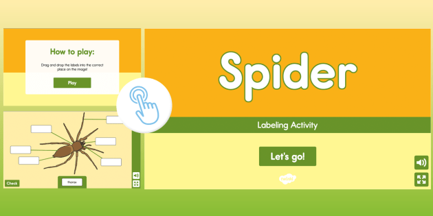 Spider Interactive Labeling Activity (teacher made)