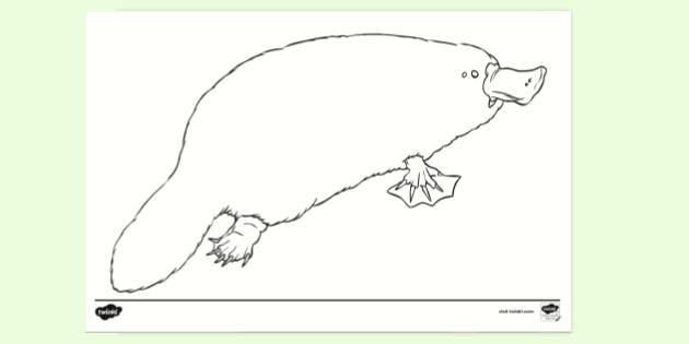 FREE! - Platypus Colouring Pages to Print | Colouring Sheets