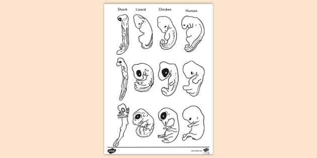 FREE! - Embryonic Similarities Colouring Sheet | Colouring Sheets