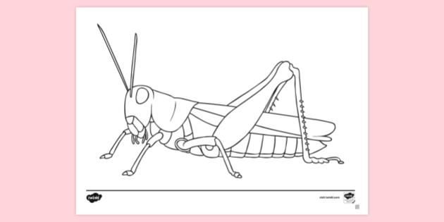 FREE! - Grasshopper Colouring Sheet | Colouring Sheets