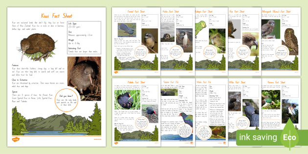 NZ / Māori Native Birds Fact Files - New Zealand Animals