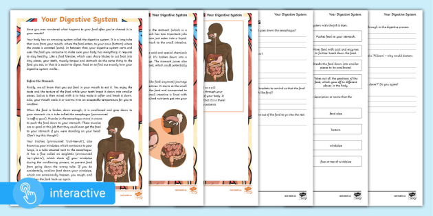 The Digestive System Interactive Differentiated Reading Comprehension