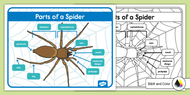 Spider Labeling Worksheet 34 Label A Spider Labels For Your Ideas