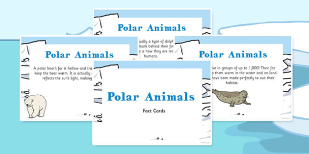Amazing Polar Animals Display Fact Cards - Primary Resource