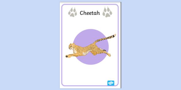 Cheetah Poster to Print | Display Poster | Primary Resources