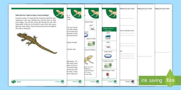 KS1 How to Look After a Lizard Differentiated Reading Comprehension ...