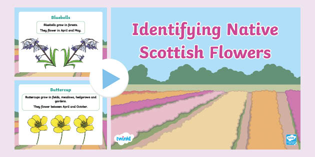 Identifying Native Scottish Flowers PowerPoint
