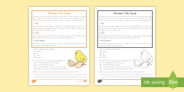 Chicken Life Cycle Differentiated Reading Comprehension Activity