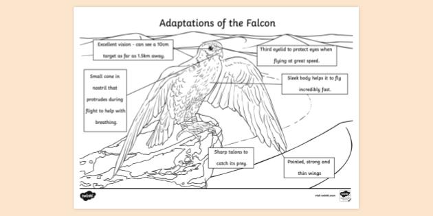 FREE! - Adaptations of the Falcon Colouring Sheet | Colouring Sheets