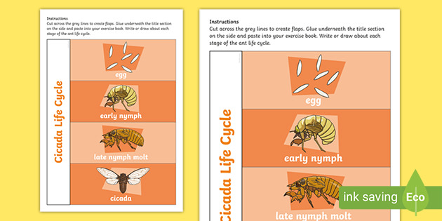 Cicada Life Cycle Flapbook