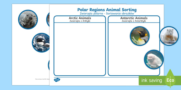 Polar Regions Animal Sorting Activity English/Polish