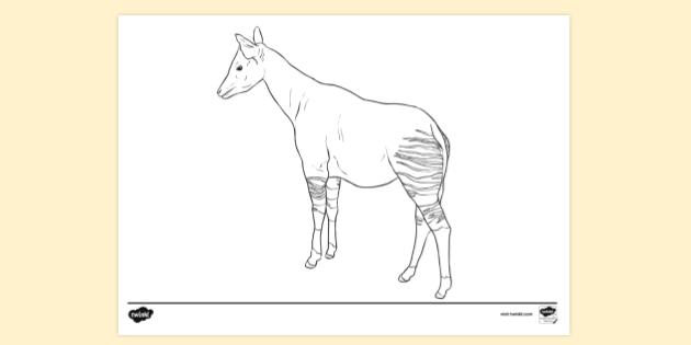FREE! - Okapi Colouring | Colouring Sheets (teacher made)