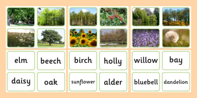 Nature Tree Photo Matching Cards - nature, tree, photo matching