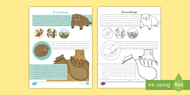 Second Grade Groundhogs Fact File
