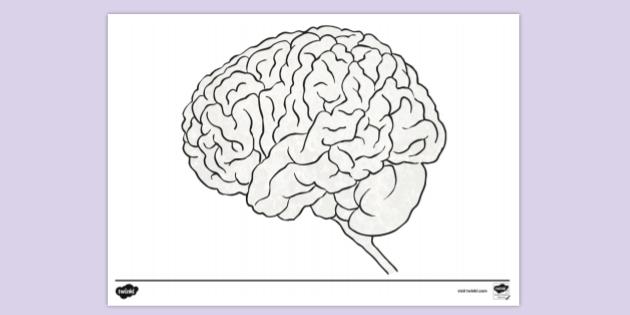 Brain Outline Colouring Sheet | Colouring Sheets
