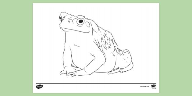 Toad Colouring Sheet | Colouring Sheets
