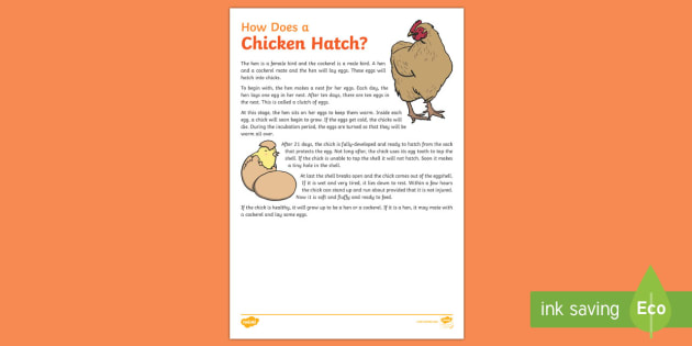 How Does A Chicken Hatch? Explanation Writing Sample