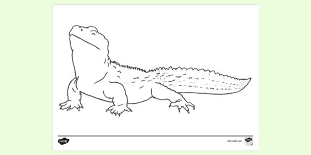 Tuatara Lizard Colouring Sheet | Colouring Sheets