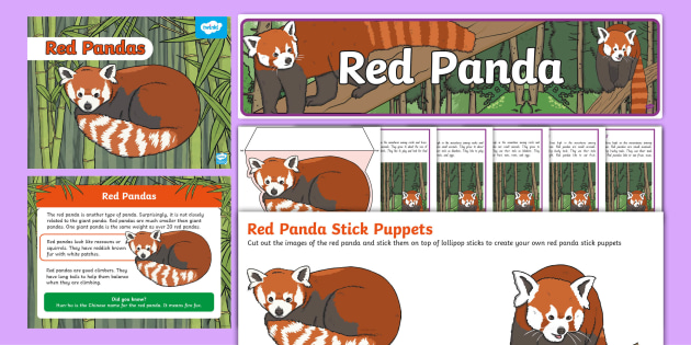 Red Panda Pack | F-2 Animals and Living Things