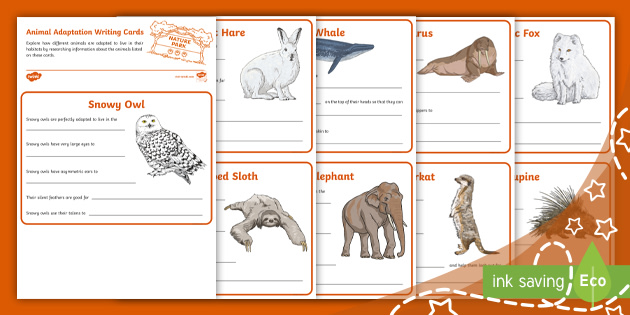 Animal Adaptations Writing Cards (teacher made)