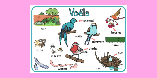 Afrikaans Voëls Woordemat (teacher made)