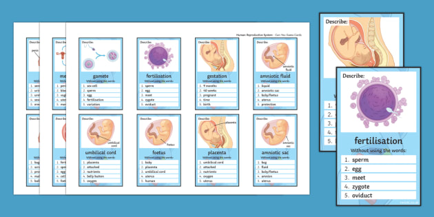 Human Reproductive System Can You Guess? Cards