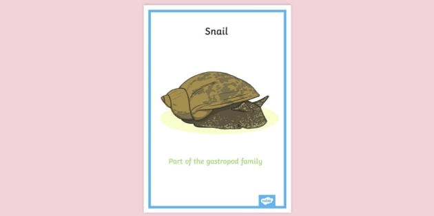 FREE! - Poster of a Snail Classroom Display | Primary Resources