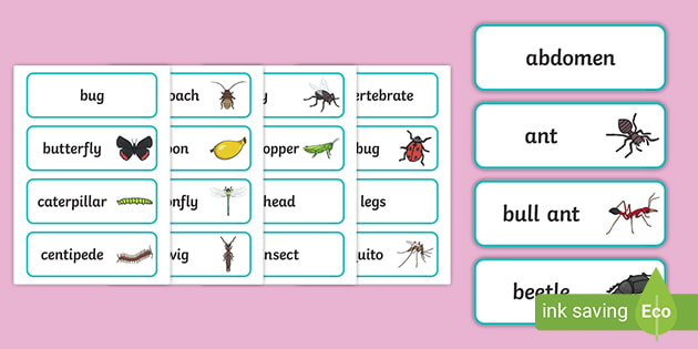 Minibeast Word Wall Cards (teacher made)