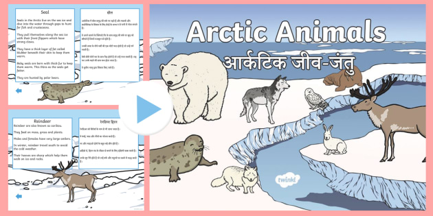Winter Arctic Animals Habitat PowerPoint English/Hindi