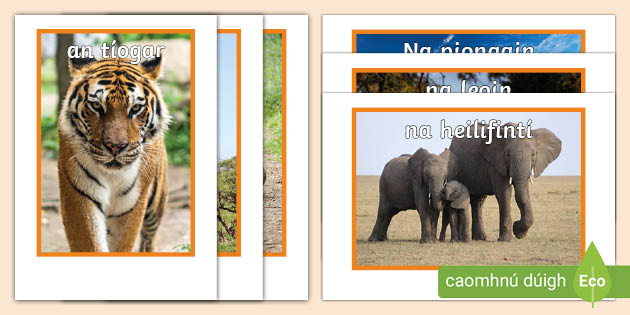 Ainmhithe an Sú display photos (teacher made)