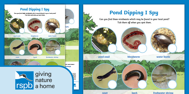 FREE! - Pond Dipping I Spy (Ages 7 - 11) (teacher made)