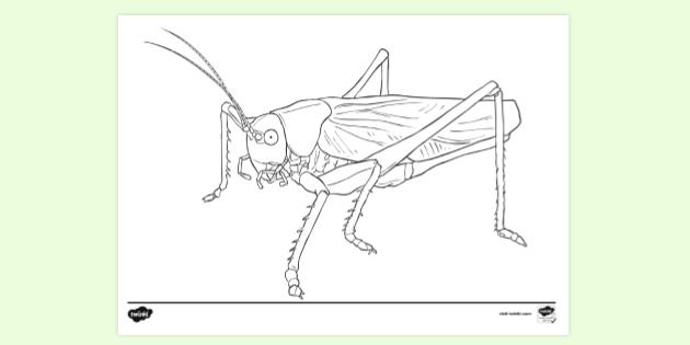 FREE! - Cricket Colouring Sheet | Colouring Sheets