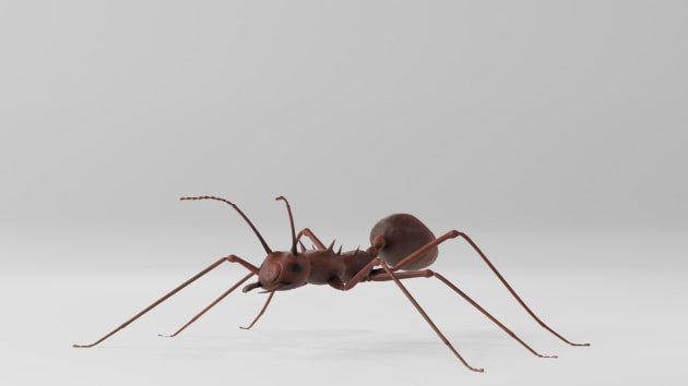 3D Model: Insects - Leafcutter Ant (teacher made)