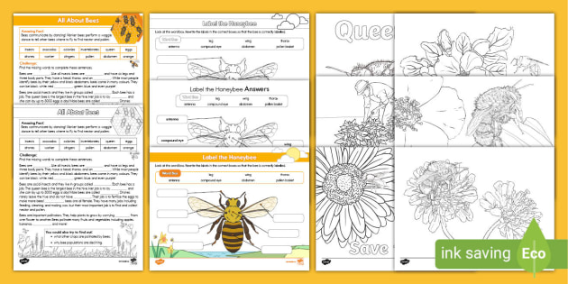 FREE World Bee Day Primary Taster Pack (teacher made)