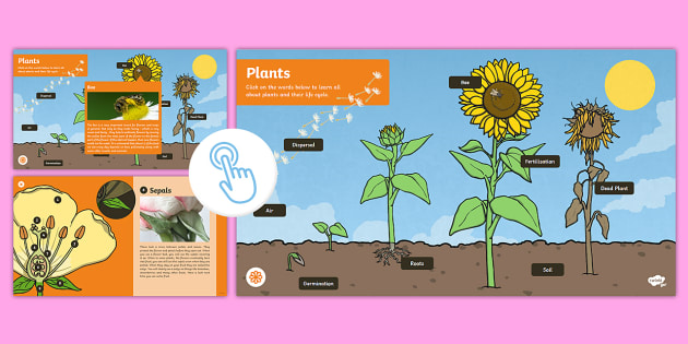 Plants Interactive eBook - year 3, interactive, science, pdf