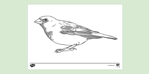 Sparrow Colouring | Colouring Sheets (teacher made)