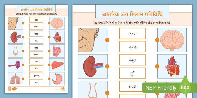 आंतरिक अंग मिलान गतिविधि Organs Matching Hindi Worksheet