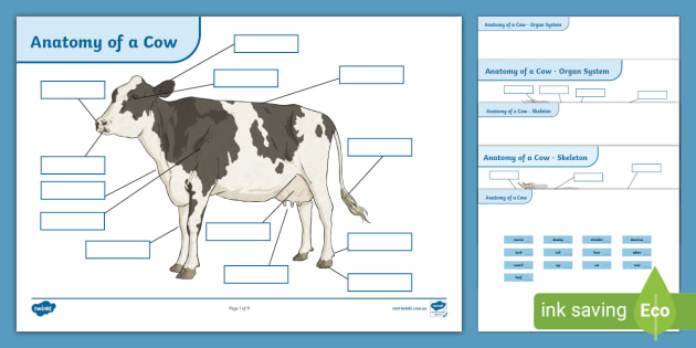 External Anatomy Of Cow External Parts Of Beef Cattle Quiz
