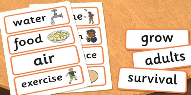 Year 2 Animals Including Humans Scientific Vocabulary Cards