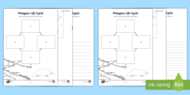 Platypus Life Cycle Worksheet / Worksheet