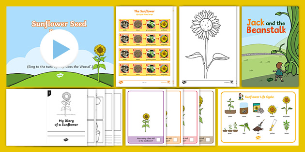 FREE! - Life Cycle of a Sunflower Display Posters